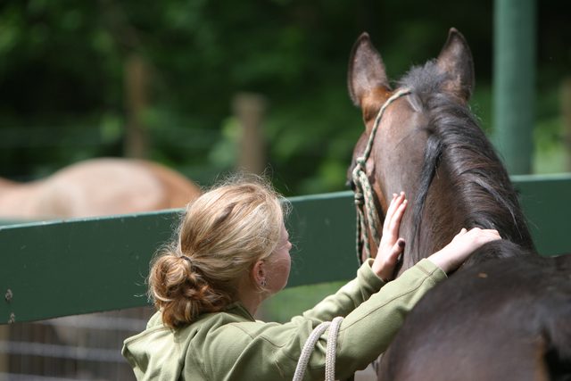 Felisa Holmberg | Why Horses?Why Horses? - Felisa Holmberg